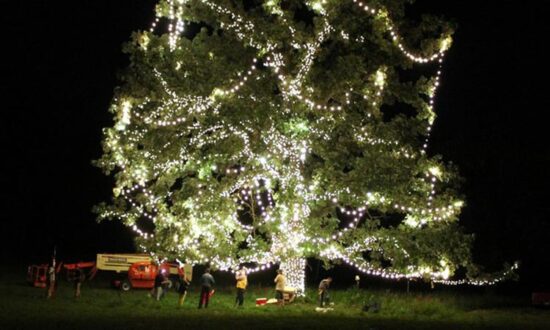 Custom Lights Display on Large Tree | Rainbow Holiday Design